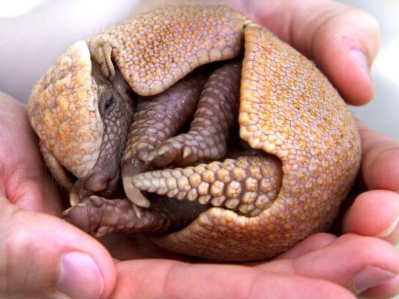 animals that sleep the most in a day night monkey koala python giraffe | नींद में ही निकल जाती ...