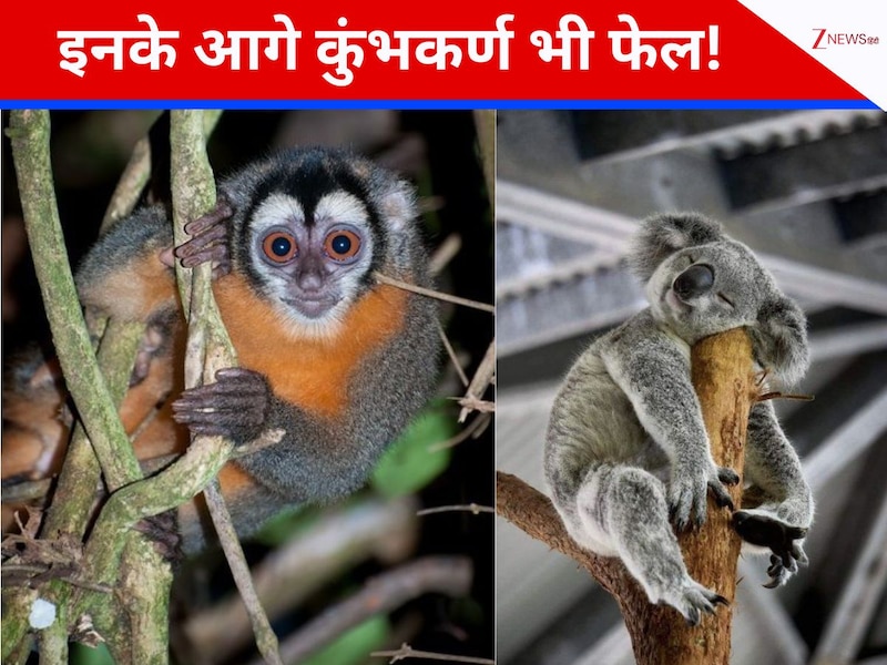 animals that sleep the most in a day night monkey koala python giraffe ...