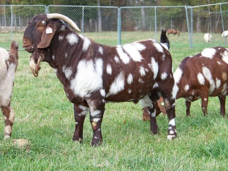 do you know about up sonbhadra sonpari goat breed 25000 price high meat ...