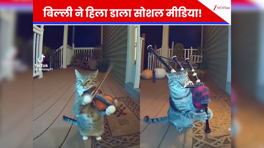 This Viral AI Cat Is Taking Over Instagram And People Cant Stop ...