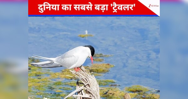 Which is world longest flying bird covering distance of 70,000 km every ...