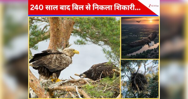 extinct 240 years ago sea eagles came back to their native place in ...