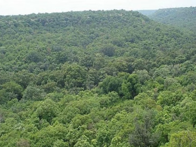 most largest forest in mp top 5 forestland how many area in madhya ...