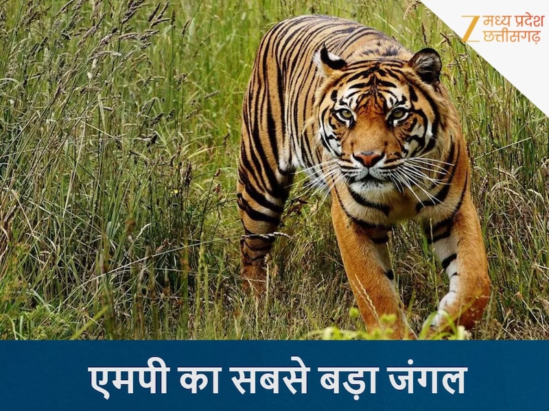 most largest forest in mp top 5 forestland how many area in madhya ...