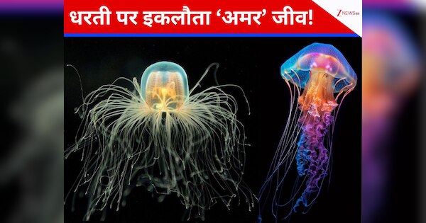 world oldest living creature is jellyfish Turritopsis dohrnii on earth ...