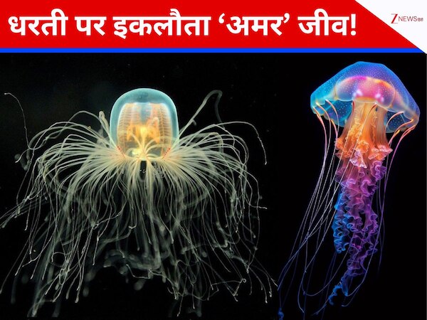 world oldest living creature is jellyfish Turritopsis dohrnii on earth ...