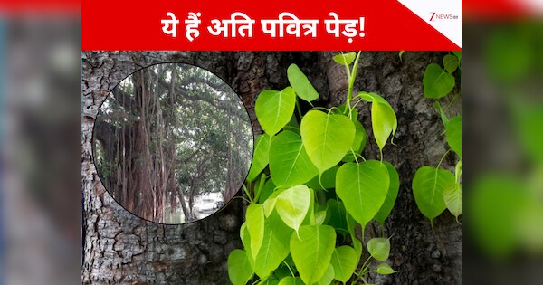 Morning Astro Tips For Money It is very auspicious to visit these trees ...