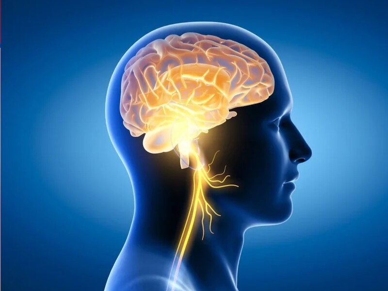 Scientists dioscovered canges in human brain and development through ...