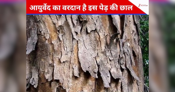 Arjun Tree Bark Juice For Making Heart Muscle Strong in Winter Season ...