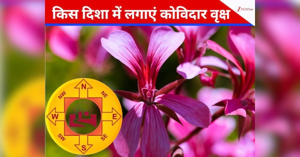 Kovidar tree Orchid Tree vastu tips for money happiness and prosperity ...
