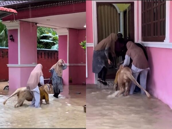 Viral Video Hijabi Muslim Girls Rescue Their Pet lion Amid Heavy Rain ...