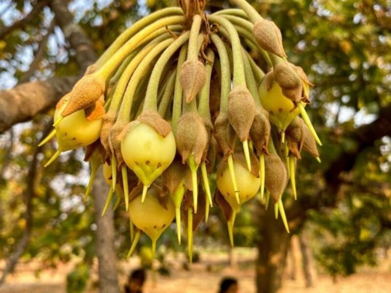 which state is largest produce of mahua in india benefits of mahua ...