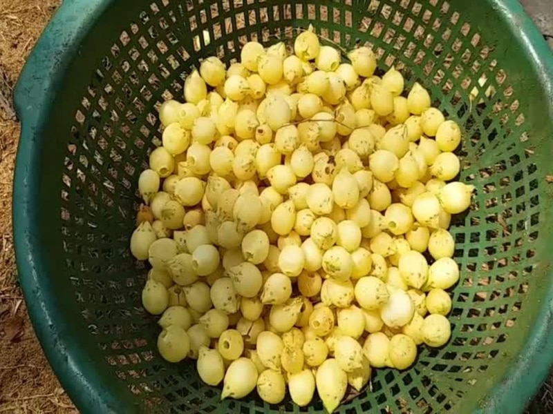 which state is largest produce of mahua in india benefits of mahua ...