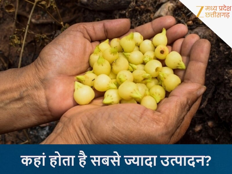 which state is largest produce of mahua in india benefits of mahua ...