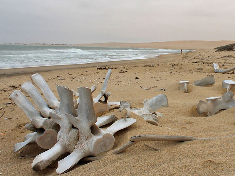 Skeleton Coast Namibia Africa Most Scary Sea Beach of The World Gates ...