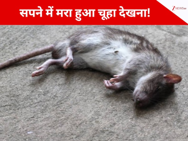 Rat in Dream Meaning in Hindi Seeing dead mouse in Dream Sapne me mara ...