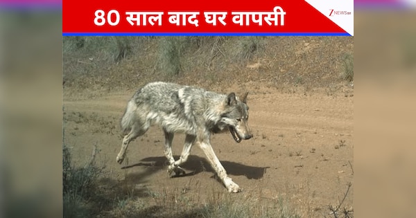 endangered predator grey wolf back to jungle after 80 years in oregon ...