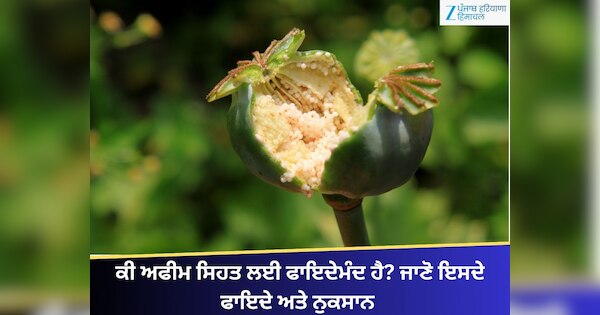 is opium good for health afeem benefits risks side effects | Afeem: ਕੀ ...