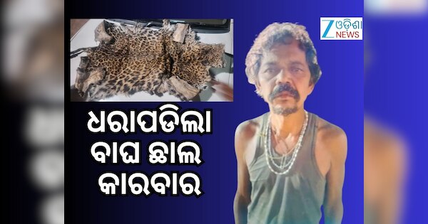 Crime News: ମାଧପୁର ଫରେଷ୍ଟ ରେଞ୍ଜ ନିକଟରୁ ବାଘ ଛାଲ ଜବତ, ଅଭିଯୁକ୍ତ ଗିରଫ ...