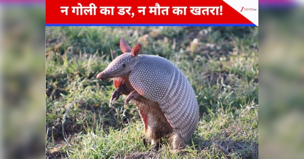 World only bulletproof animal even AK-47 bullet cannot penetrate its ...