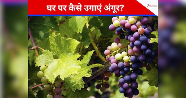 How to Grow grapevine at home balcony and terrace know full process ...
