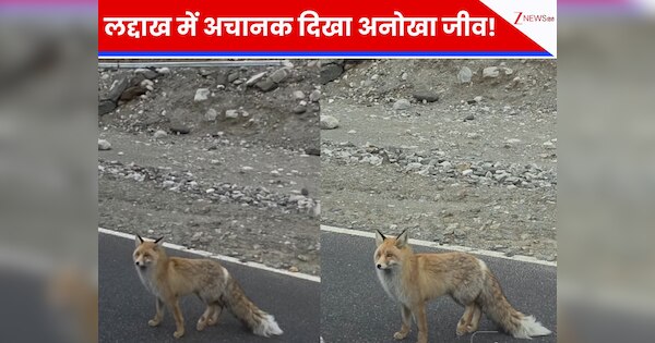 Rare Red Fox Spotted Near Pangong Tso in Ladakh Leaves Tourists ...