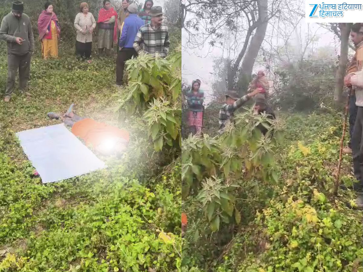 mandi balh ghati leopard attack 5 injured 1 killed villagers killed ...