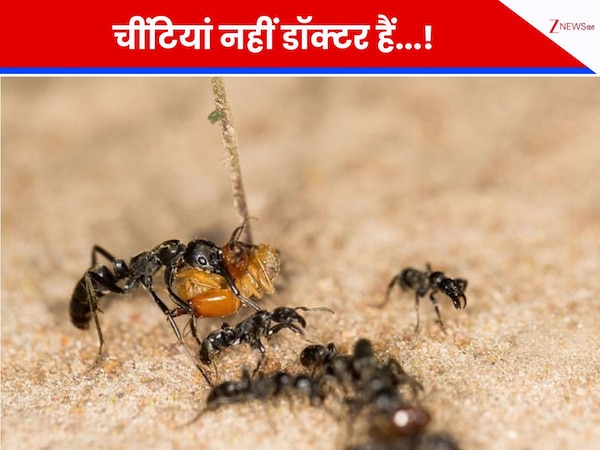 science research ants can perform medical surgery like doctors life ...