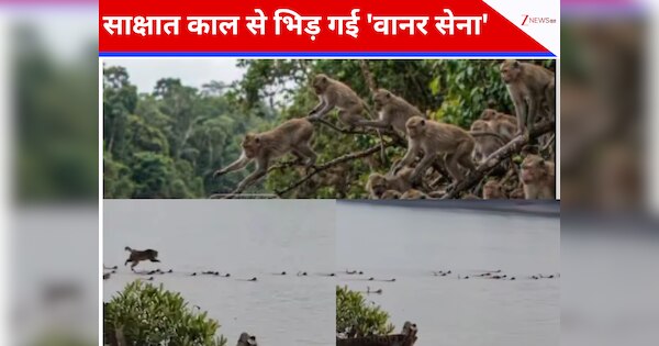 Monkey army jumps into river to save one from crocodile attack in ...