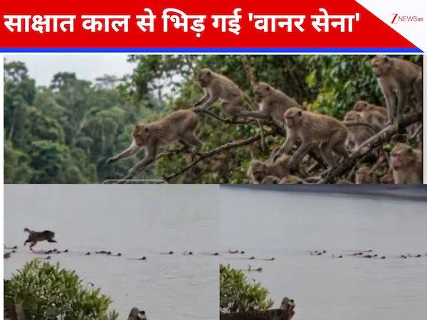 Monkey army jumps into river to save one from crocodile attack in ...