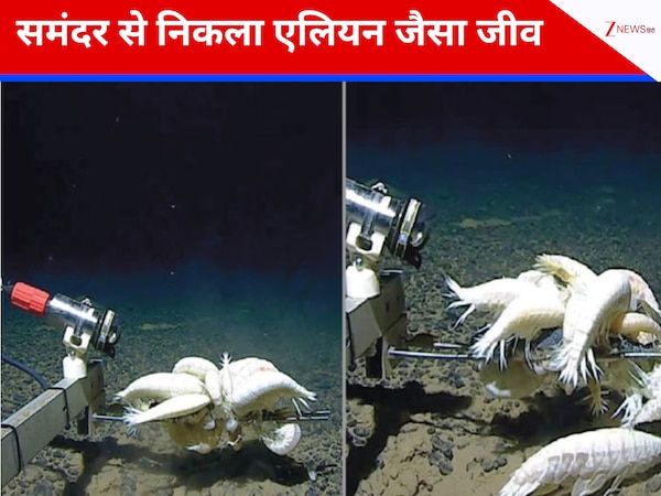 Giant Creature Alicella Gigantea Found Across Earth Deep Ocean A ...