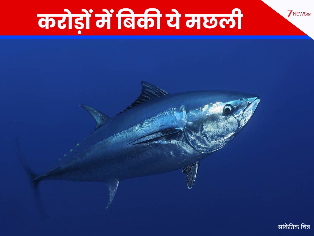 A bluefin tuna fish was sold for a record 29 crore rupees at japan ...