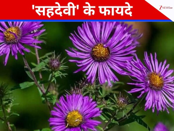 health benefits of sahadevi know how it can protect kidney and liver ...
