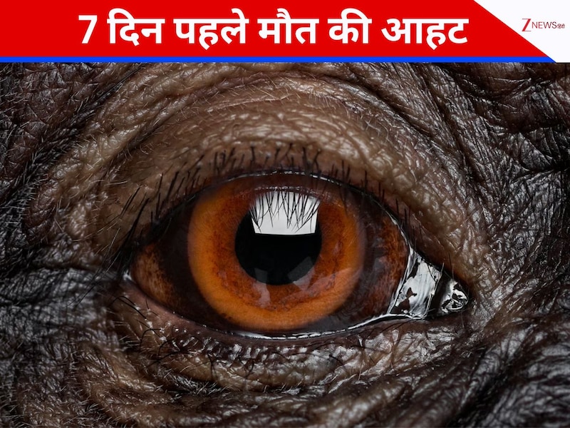 animals know 7 days before their death are cat dog elephant scorpion ...