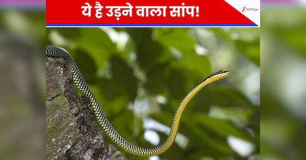 Southeast Asian flying snakes pose little threat to humans | News ...