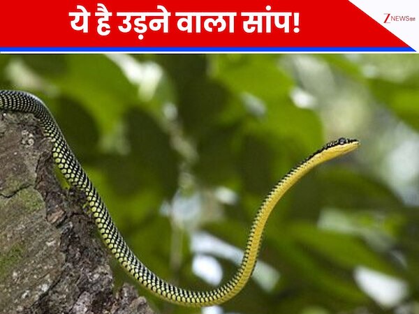 where flying snakes are found flying snakes venom is deadly or not for ...