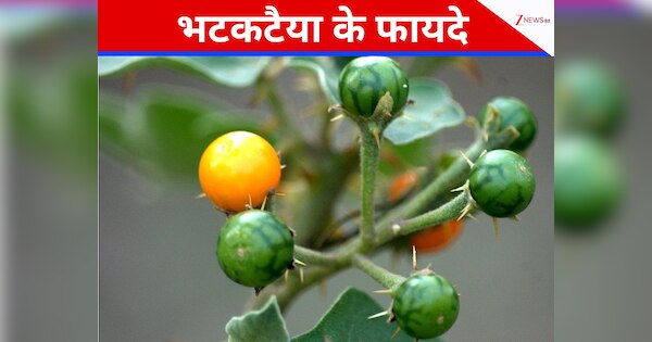 health benefits of Bhatkatiya plant know how its root to seed helps to ...