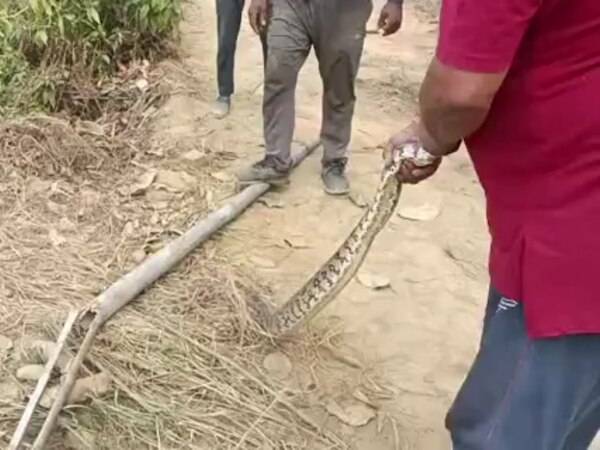 Mirzapur 10 foot long giant python appears in temple premises causing ...
