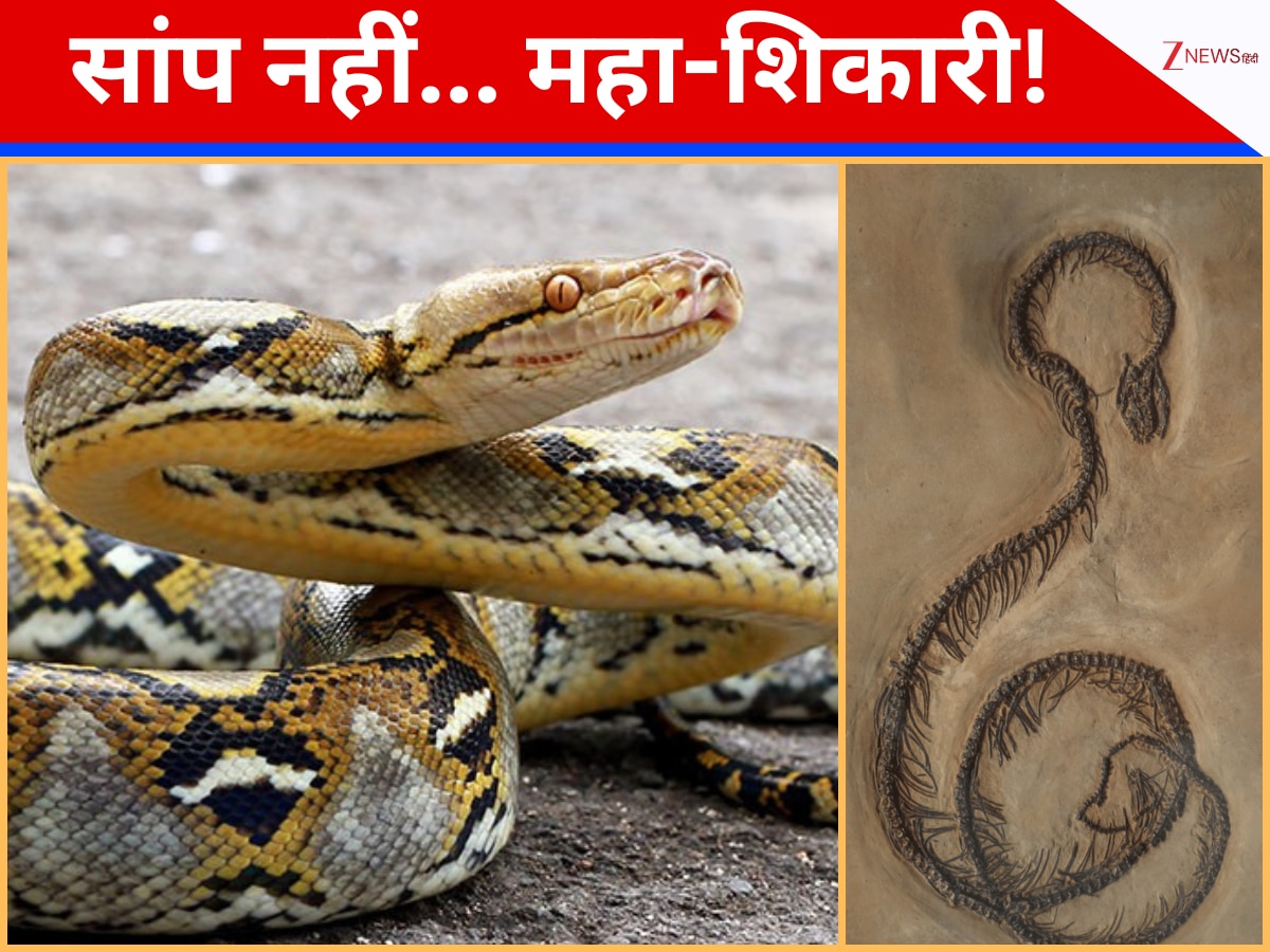 science news scientists discover giant 4 meter long python fossils in ...