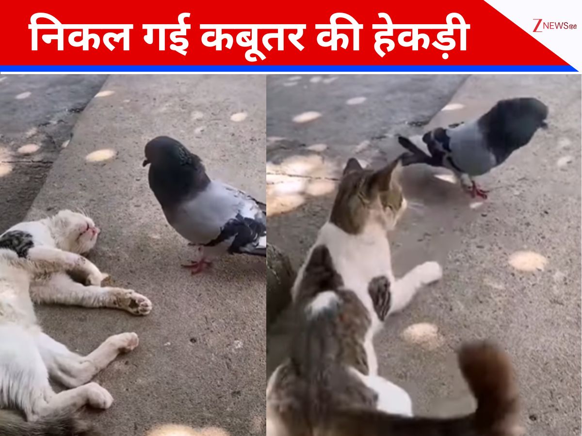 Cat slaps pigeon watch most funny billi aur kabutar ka video viral on ...