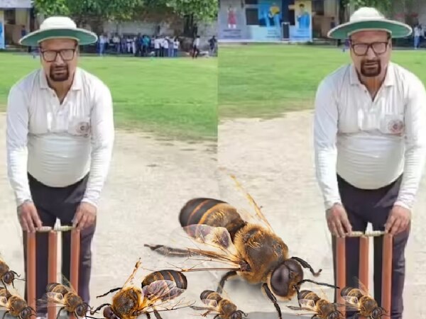 KCA umpire manik gupta was killed by bees during cricket match at sapru ...