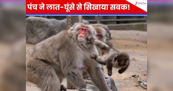 AI Reimagines Punch the Monkey From Tragic Orphan to Viral Action Hero ...