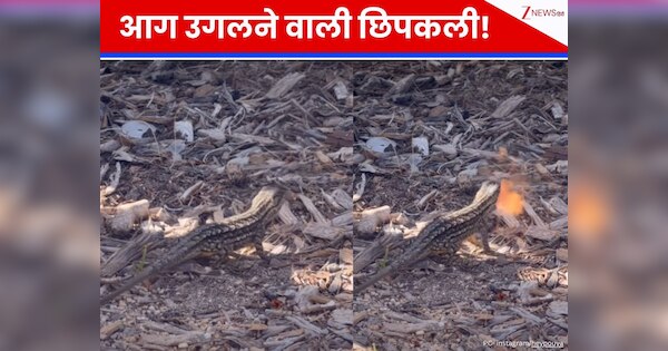 Meet Real Life Charmander Fire Breathing Lizard Video Goes Viral | क्या ...
