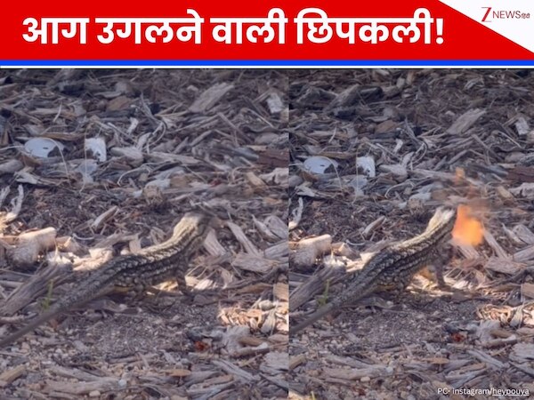 Meet Real Life Charmander Fire Breathing Lizard Video Goes Viral | क्या ...
