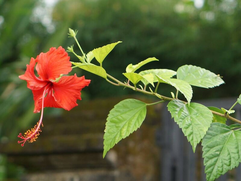 how to grow more gudhal flowers hibiscus boost bloom from home remedies ...