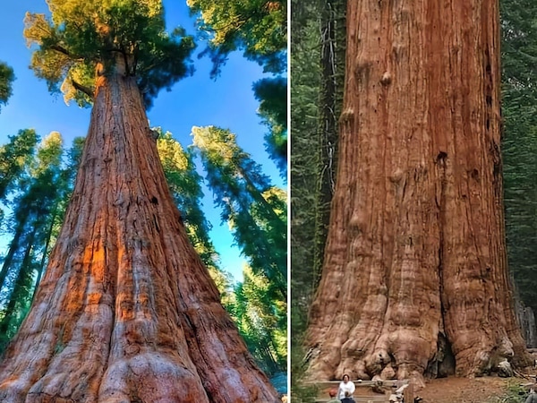 Yet Weighs 2000 Tons Roots Only 6 Feet How This Giant Tree California ...