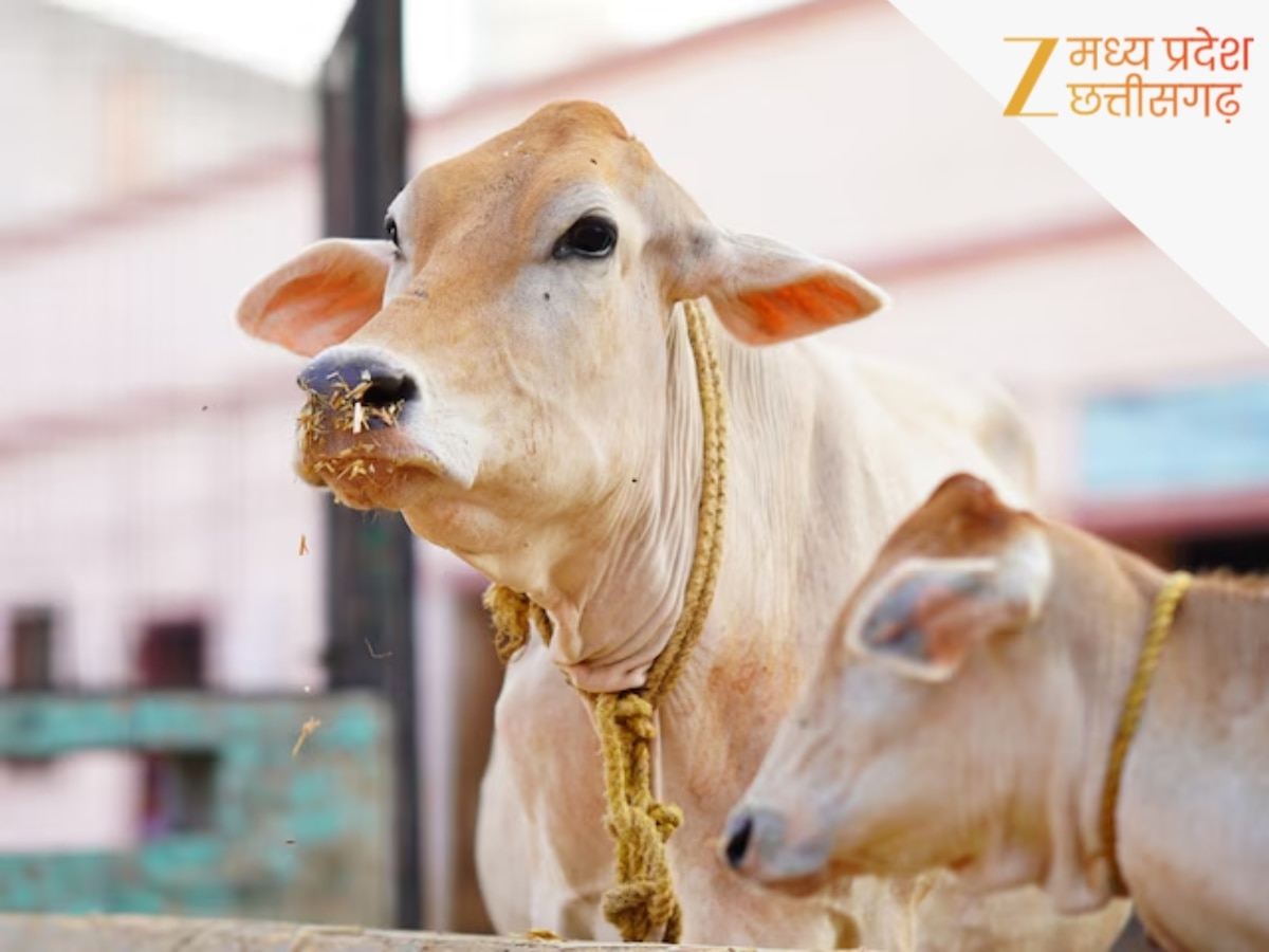 गौ माता को मिले राज्य माता का दर्जा, महाराष्ट्र की तर्ज पर छत्तीसगढ़ ...