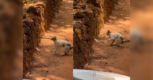 Cat vs Snake billi attacked billi aur saamp ki ladai Video viral | नेचर ...