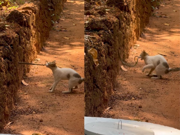 Cat vs Snake billi attacked billi aur saamp ki ladai Video viral | नेचर ...