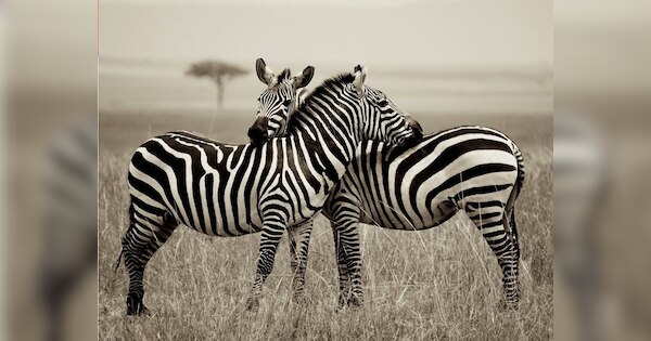 interesting facts about zebra extremely dangerous animal Man could not ...